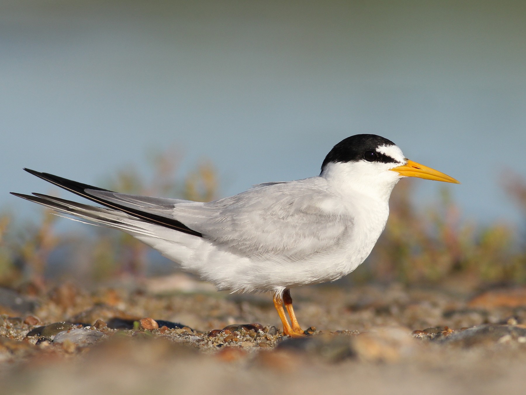 Least Tern - eBird