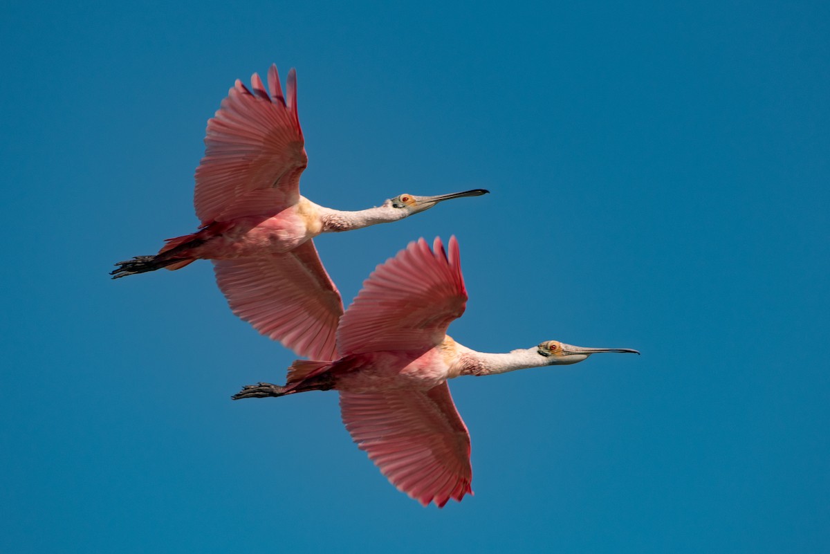 ML37831611 - Roseate Spoonbill - Macaulay Library