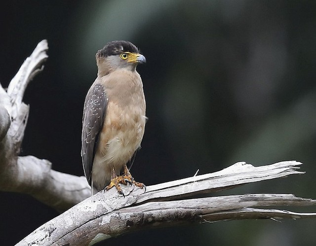 South Nicobar Serpent Eagle