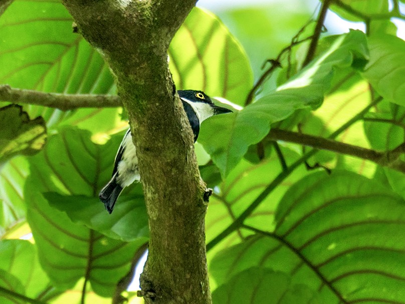 West African Batis - eBird