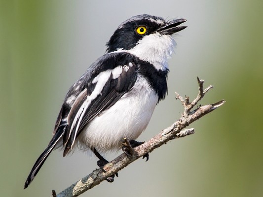 Angola Batis - eBird