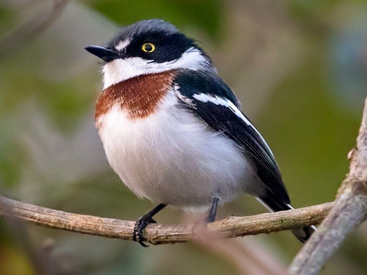 Angola Batis - eBird