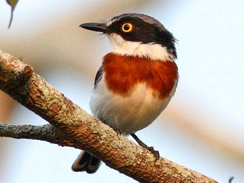 Angola Batis - eBird