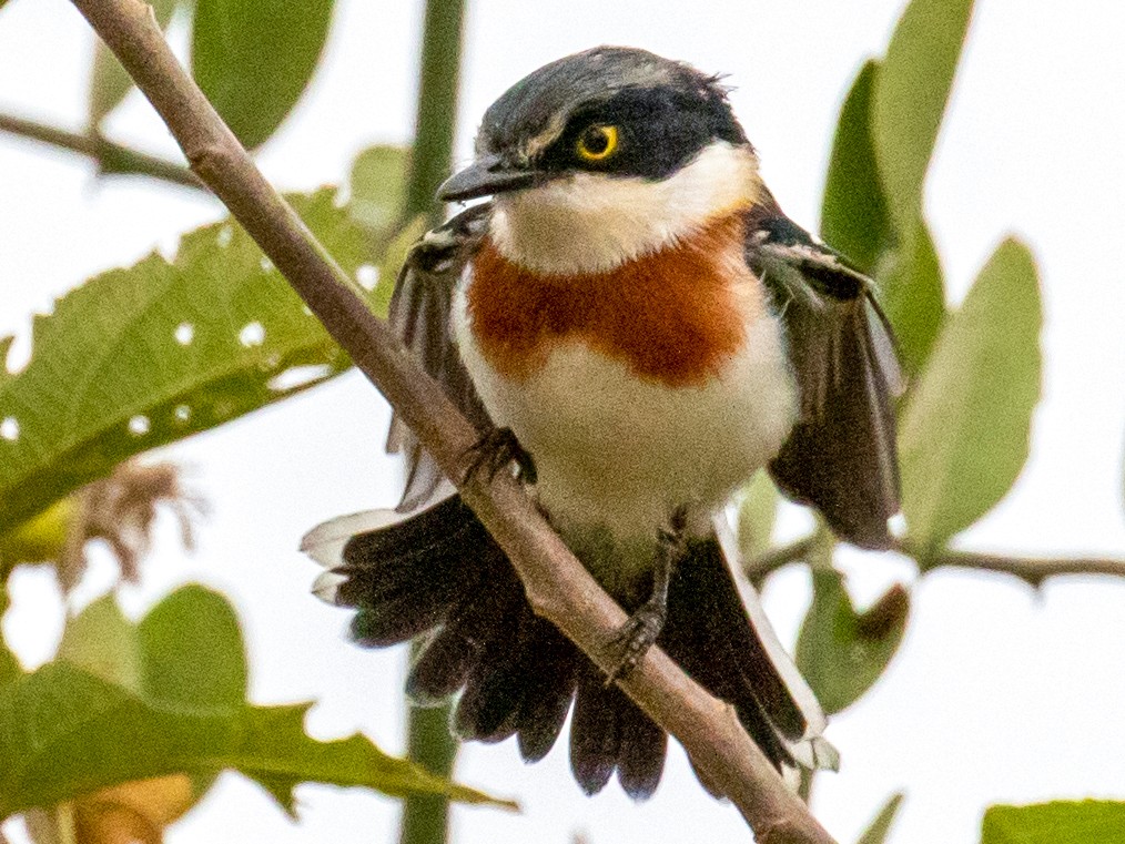 Angola Batis - eBird