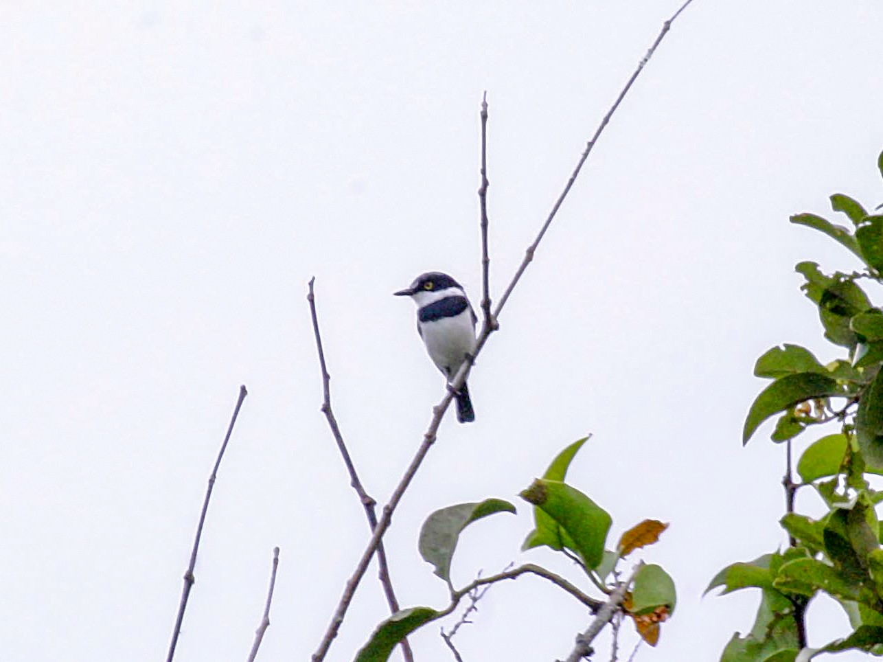 Angola Batis - eBird