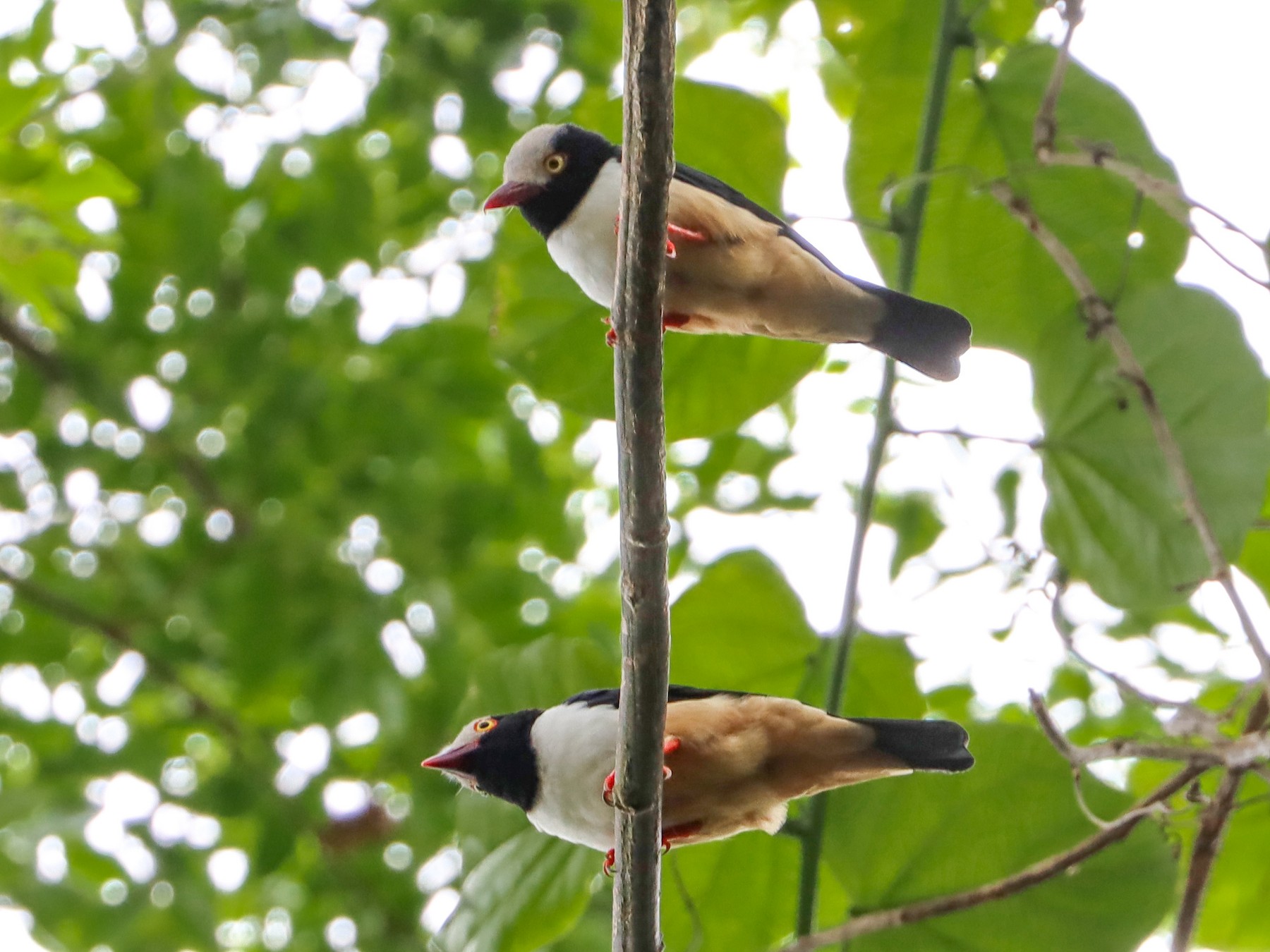 Red-billed Helmetshrike - eBird