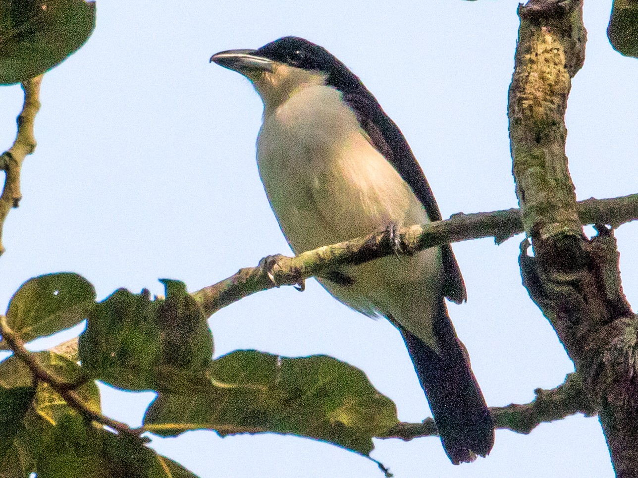 Sabine's Puffback - eBird