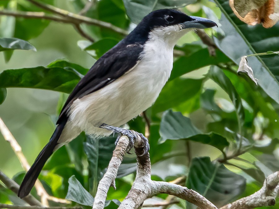 Sabine's Puffback - eBird
