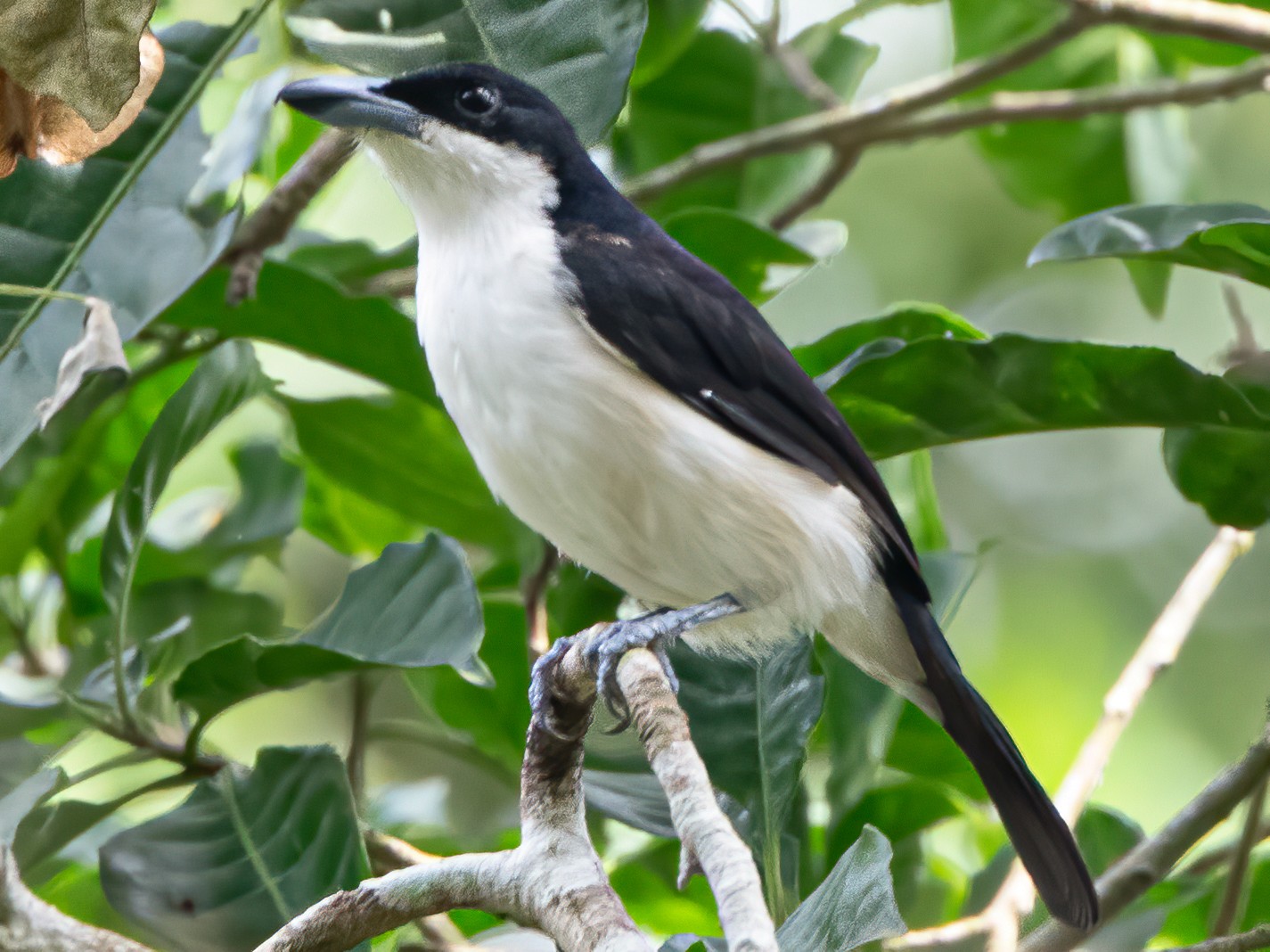 Sabine's Puffback - eBird