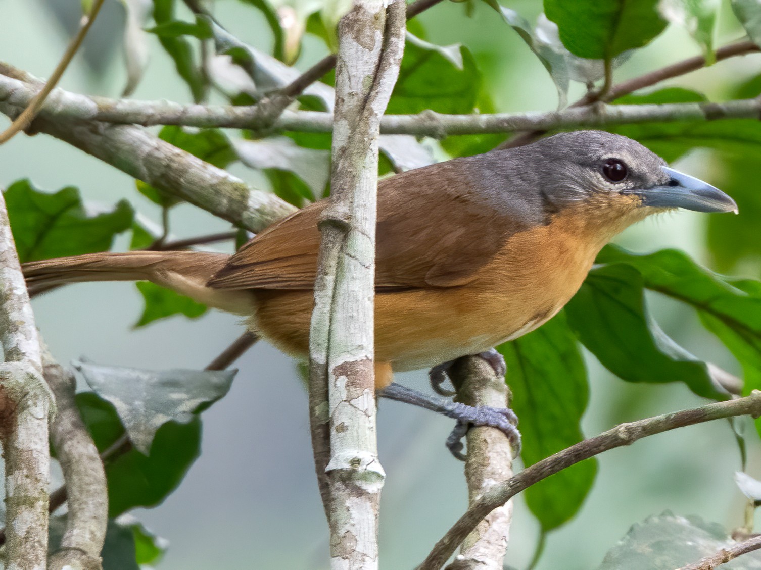 Sabine's Puffback - eBird