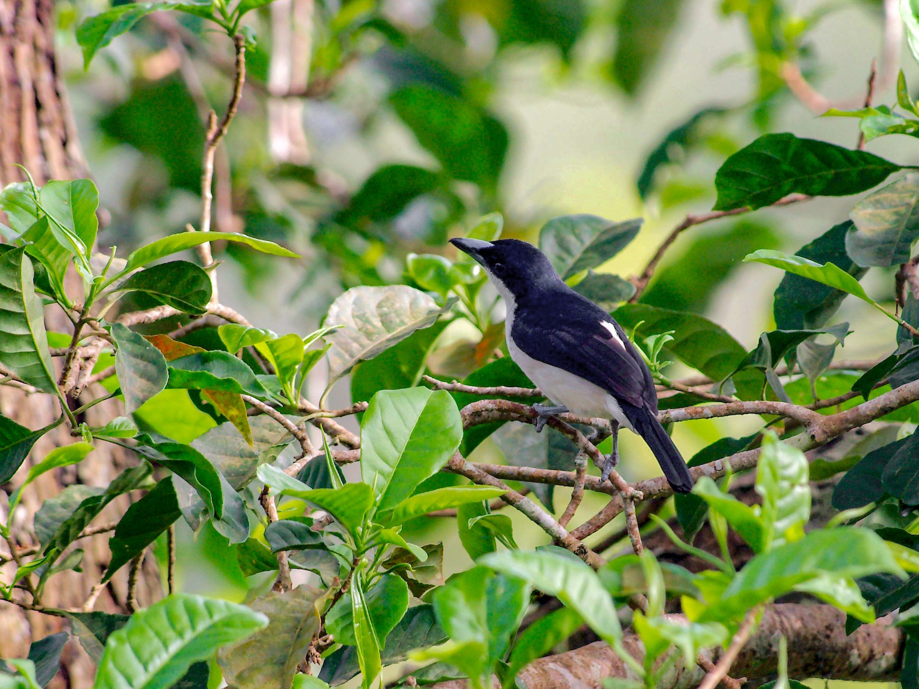 Sabine's Puffback - eBird