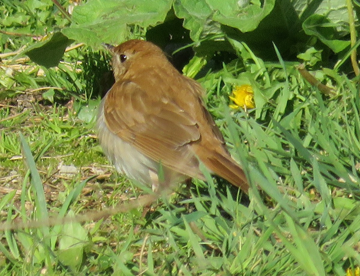 eBird Checklist - 23 May 2015 - Port Huron SGA - 36 species