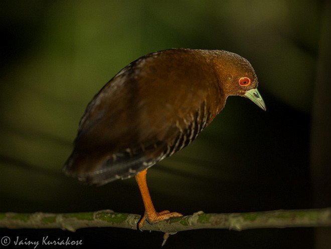 Great Nicobar Crake (undescribed form) - eBird