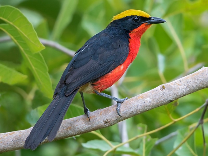 Yellow-crowned Gonolek - eBird