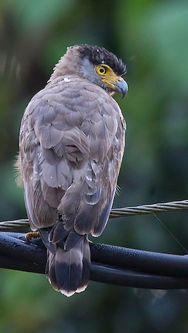 South Nicobar Serpent Eagle