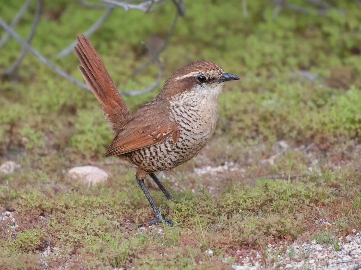 White-throated Tapaculo - Scelorchilus albicollis - Birds of the World