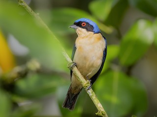 Fawn-breasted Tanager - Pipraeidea melanonota - Birds of the World