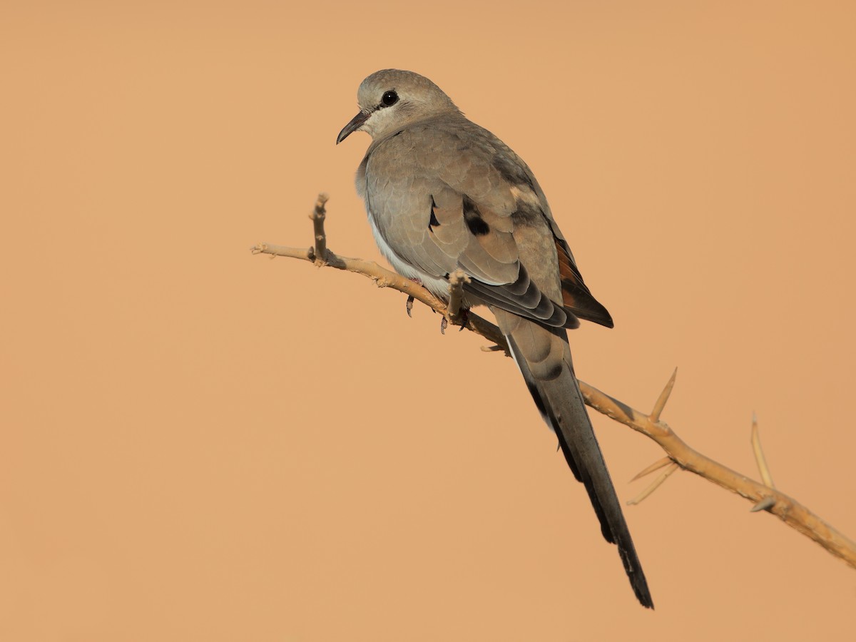 Namaqua Dove - Oena capensis - Birds of the World