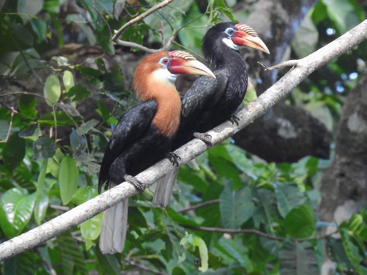 Narcondam Hornbill - Rhyticeros narcondami - Birds of the World