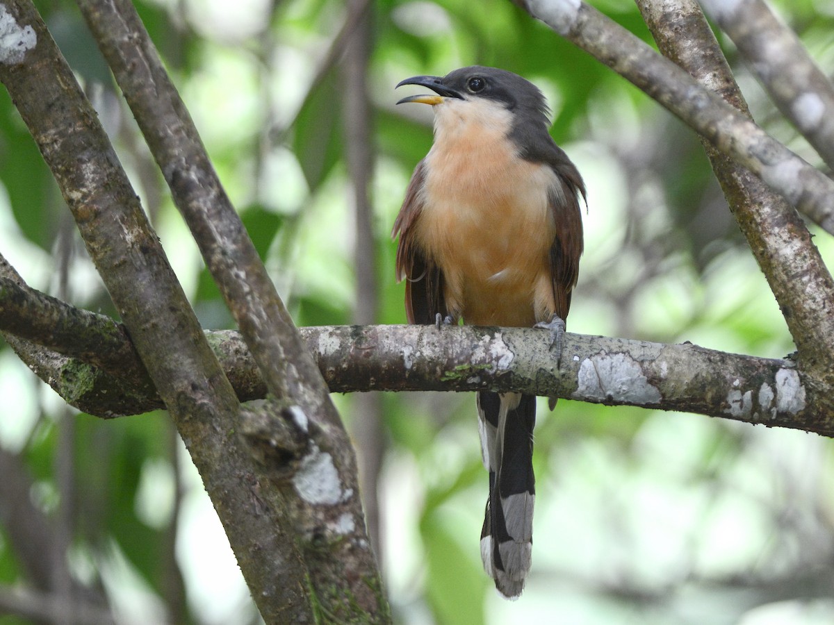 Cocos Cuckoo - Coccyzus ferrugineus - Birds of the World