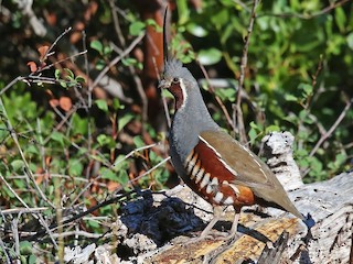 Mountain Quail - eBird
