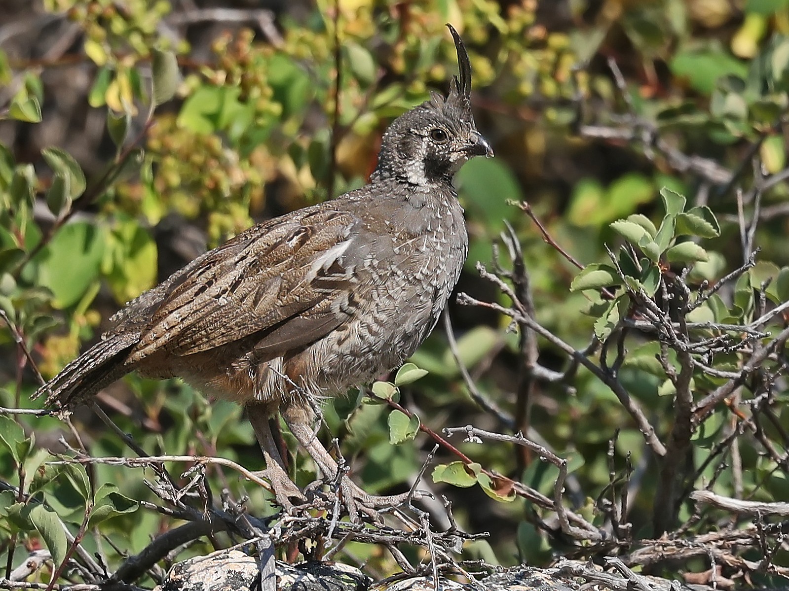 Mountain Quail - eBird