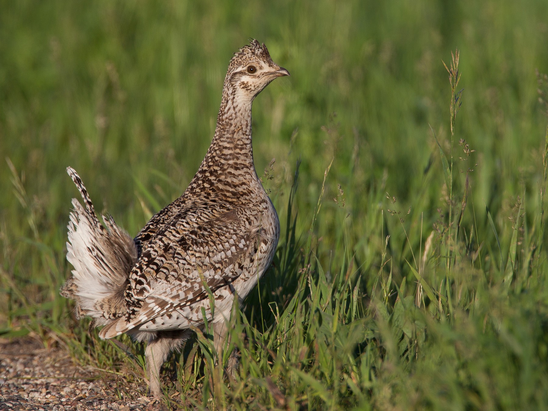 Sharp-tailed Grouse - eBird