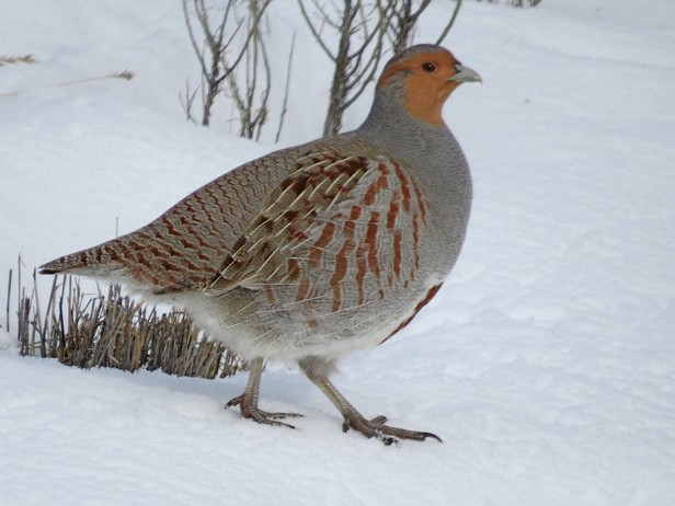 Gray Partridge - eBird
