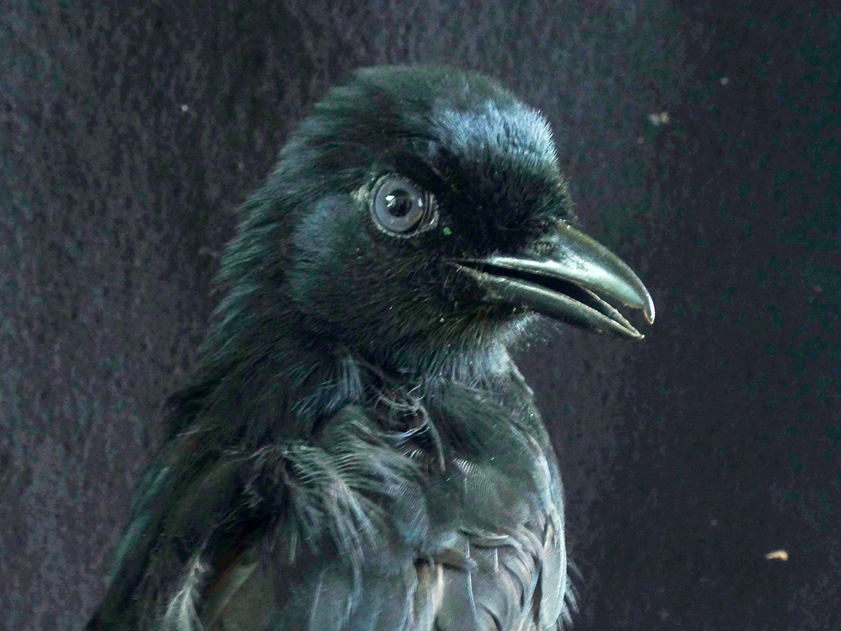 Western Boubou - eBird
