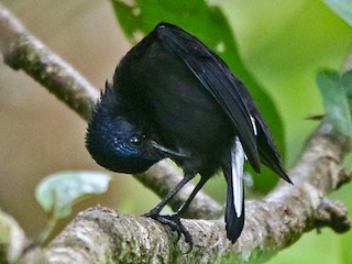 Taveuni Silktail - eBird