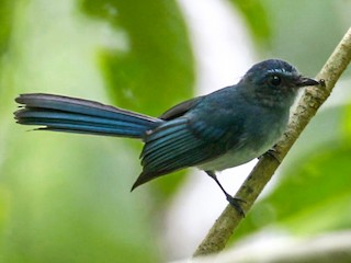 Mindanao Blue-Fantail - Rhipidura superciliaris - Birds of the World