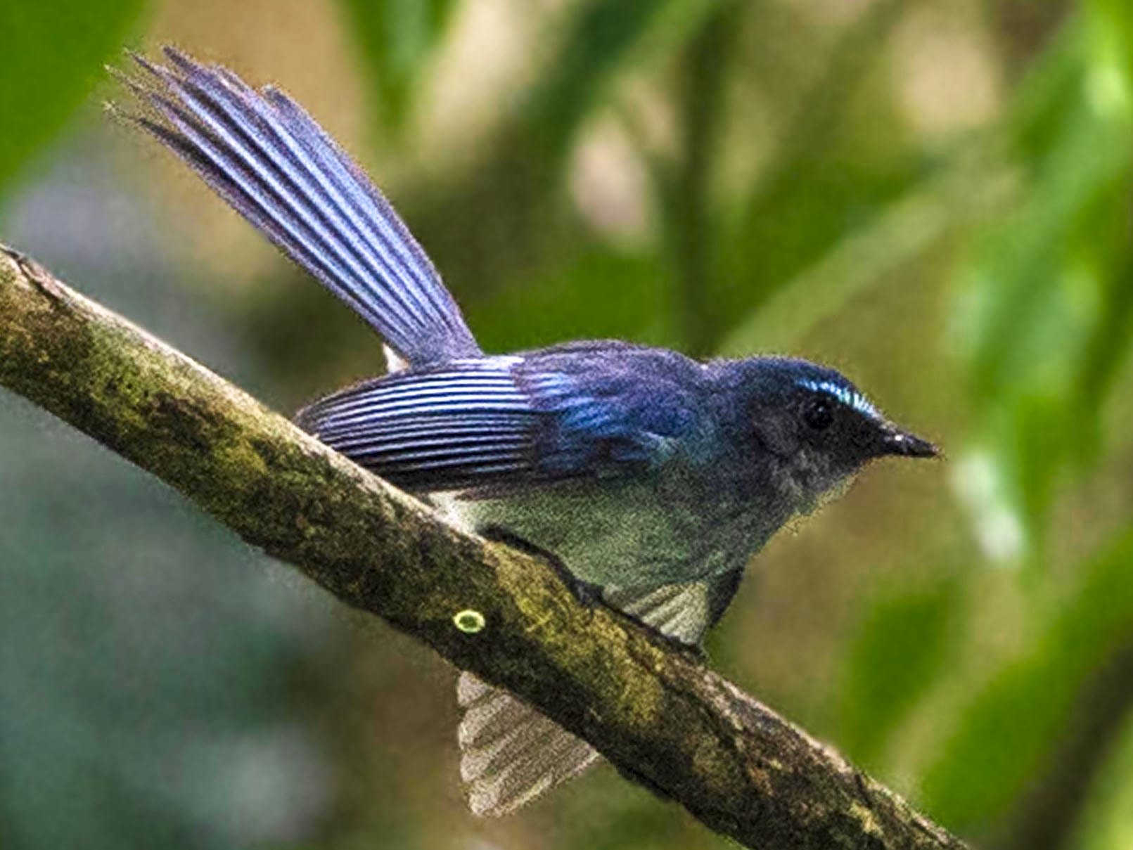 Mindanao Blue-Fantail - eBird