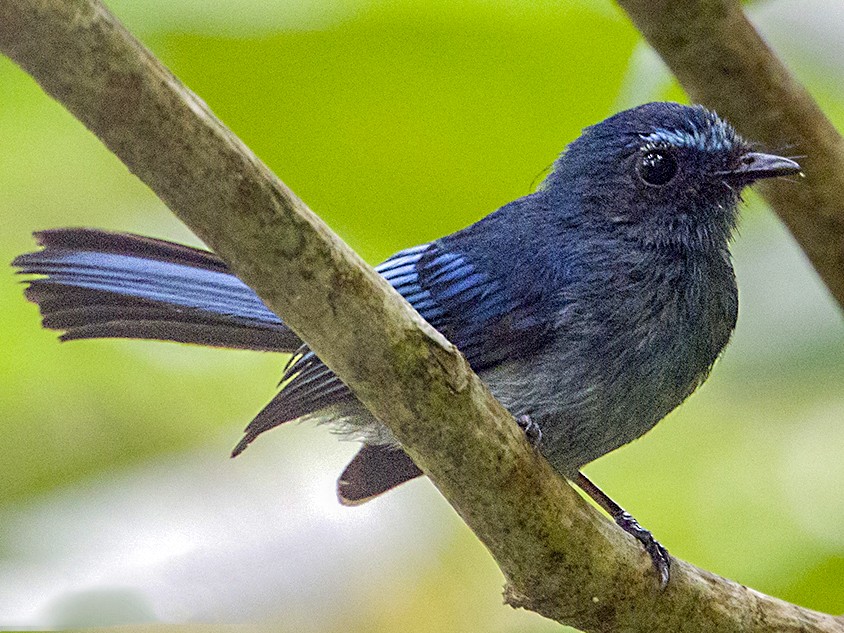 Mindanao Blue-Fantail - eBird