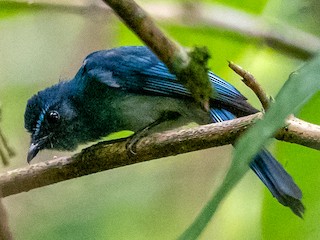 Mindanao Blue Fantail - eBird