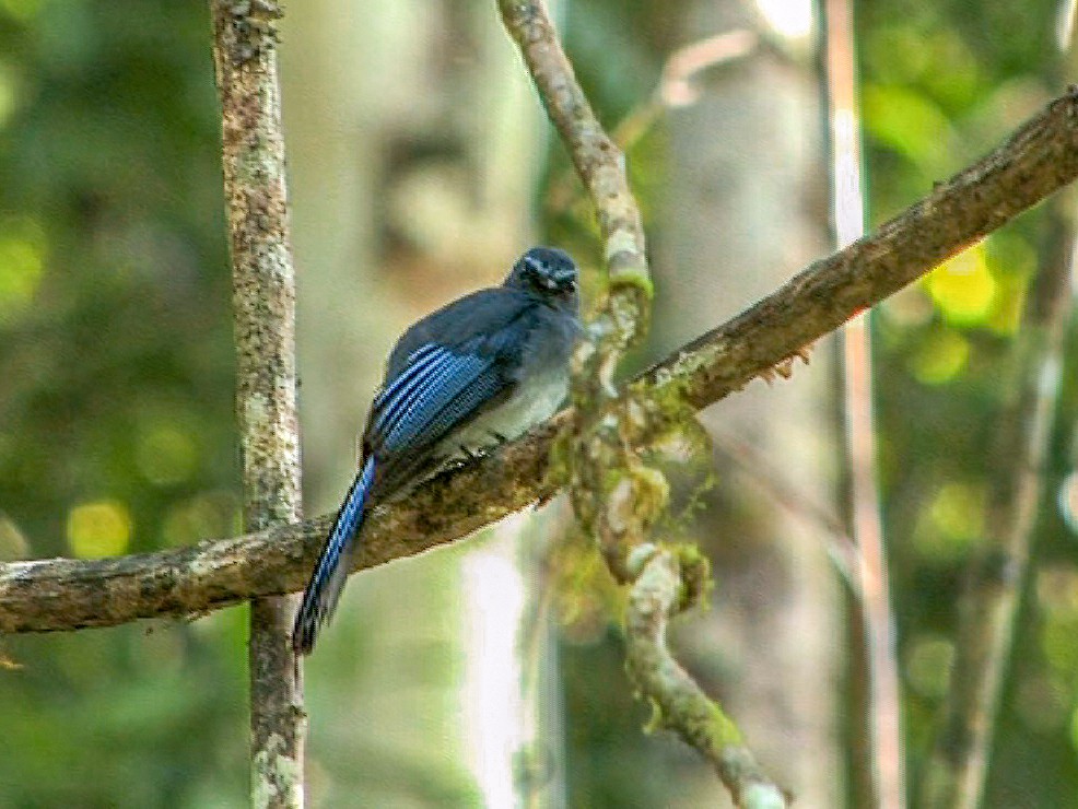 Mindanao Blue-Fantail - eBird