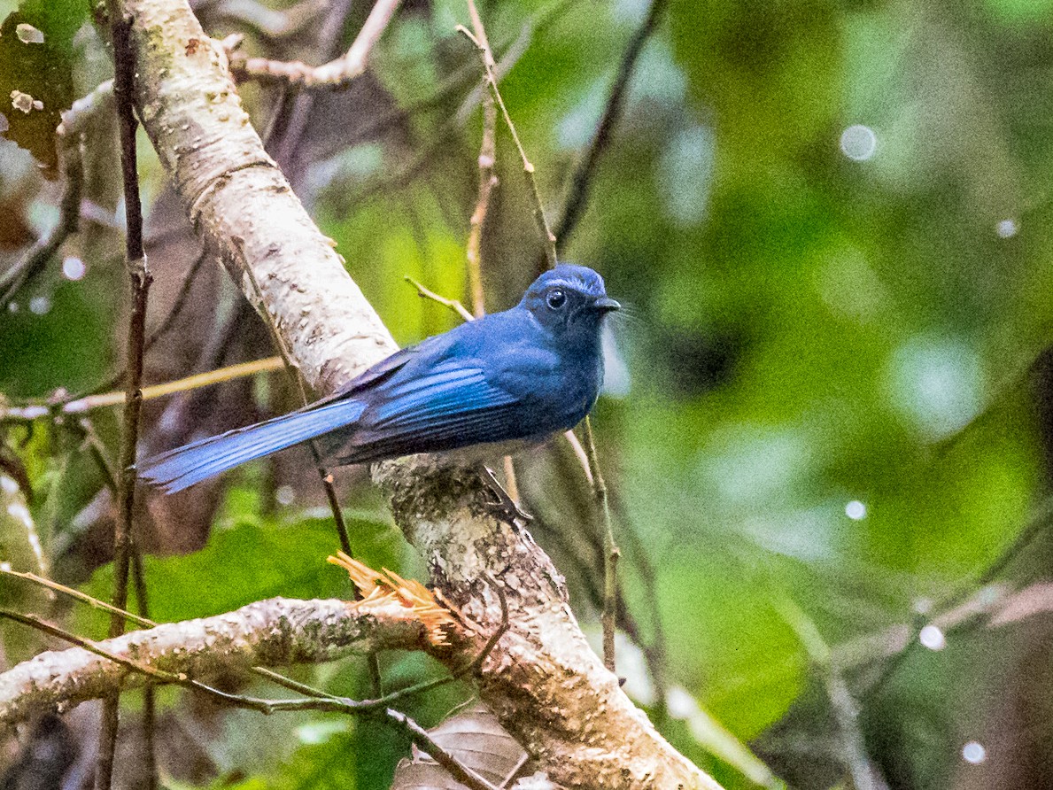 Mindanao Blue-Fantail - eBird