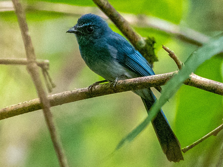 Mindanao Blue-Fantail - eBird