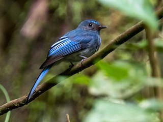 Visayan Blue-Fantail - eBird