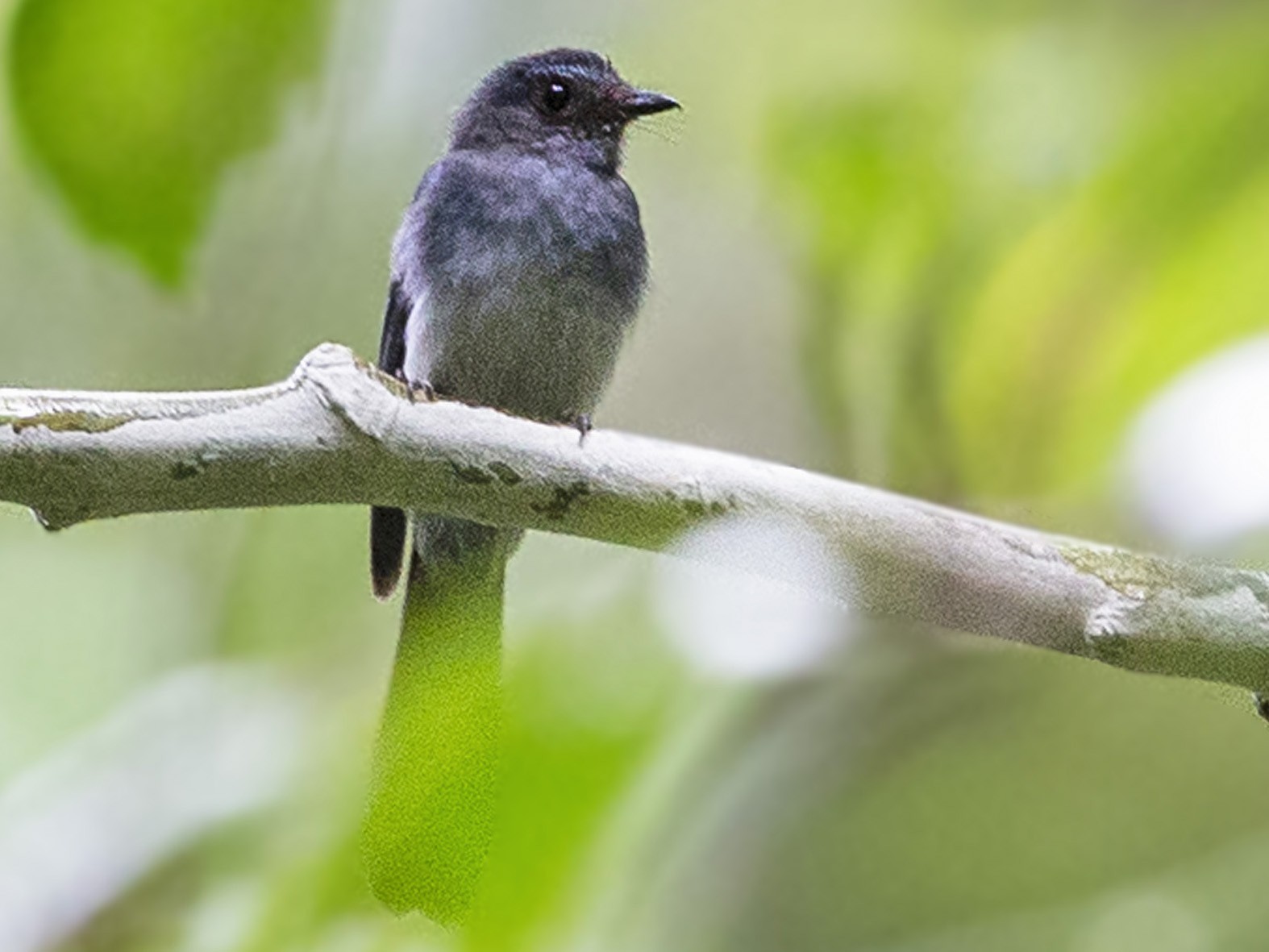 Visayan Blue Fantail - eBird