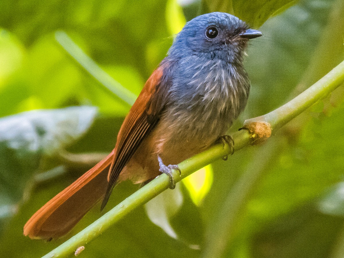 Tablas Fantail - Rhipidura sauli - Birds of the World