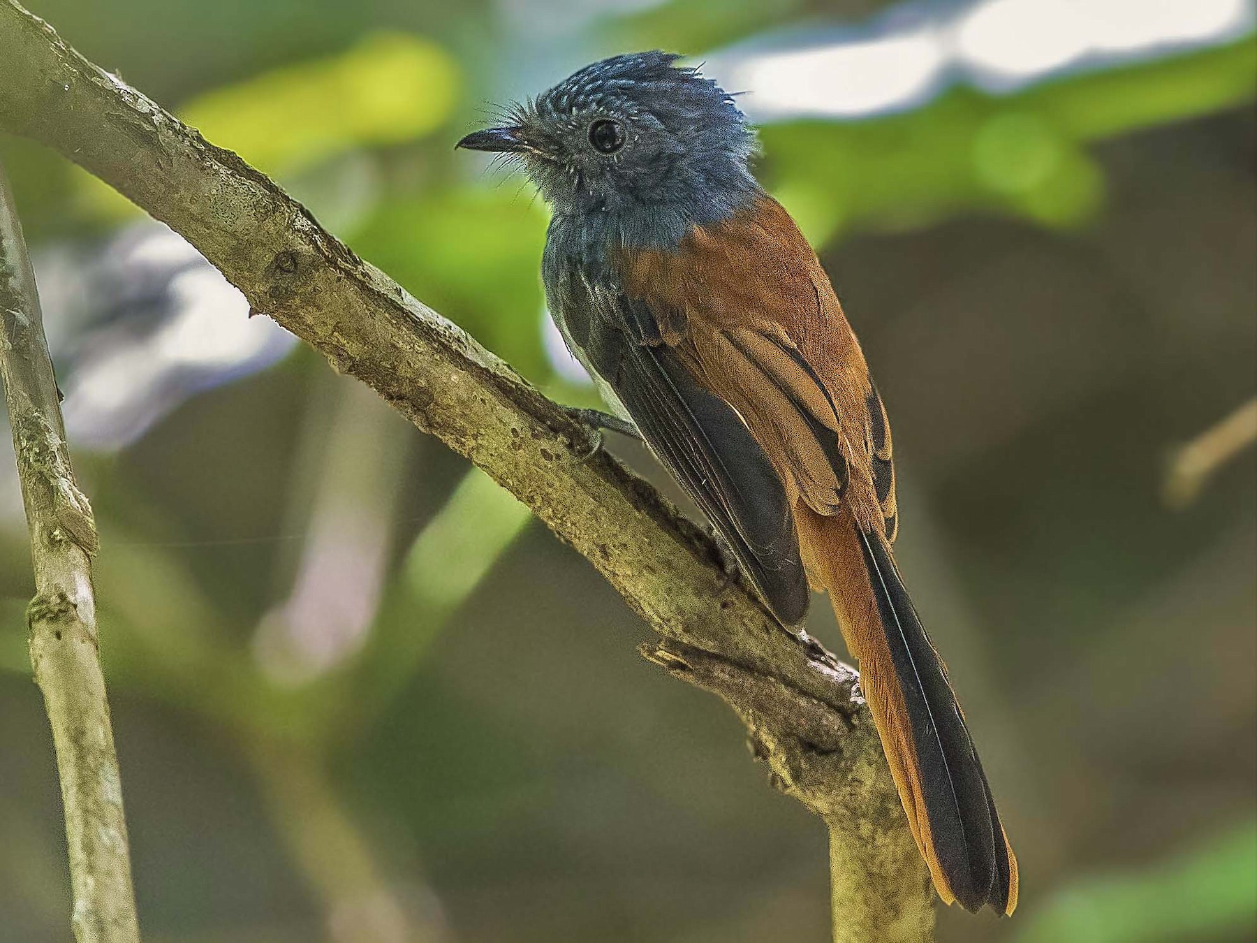 Visayan Fantail - eBird