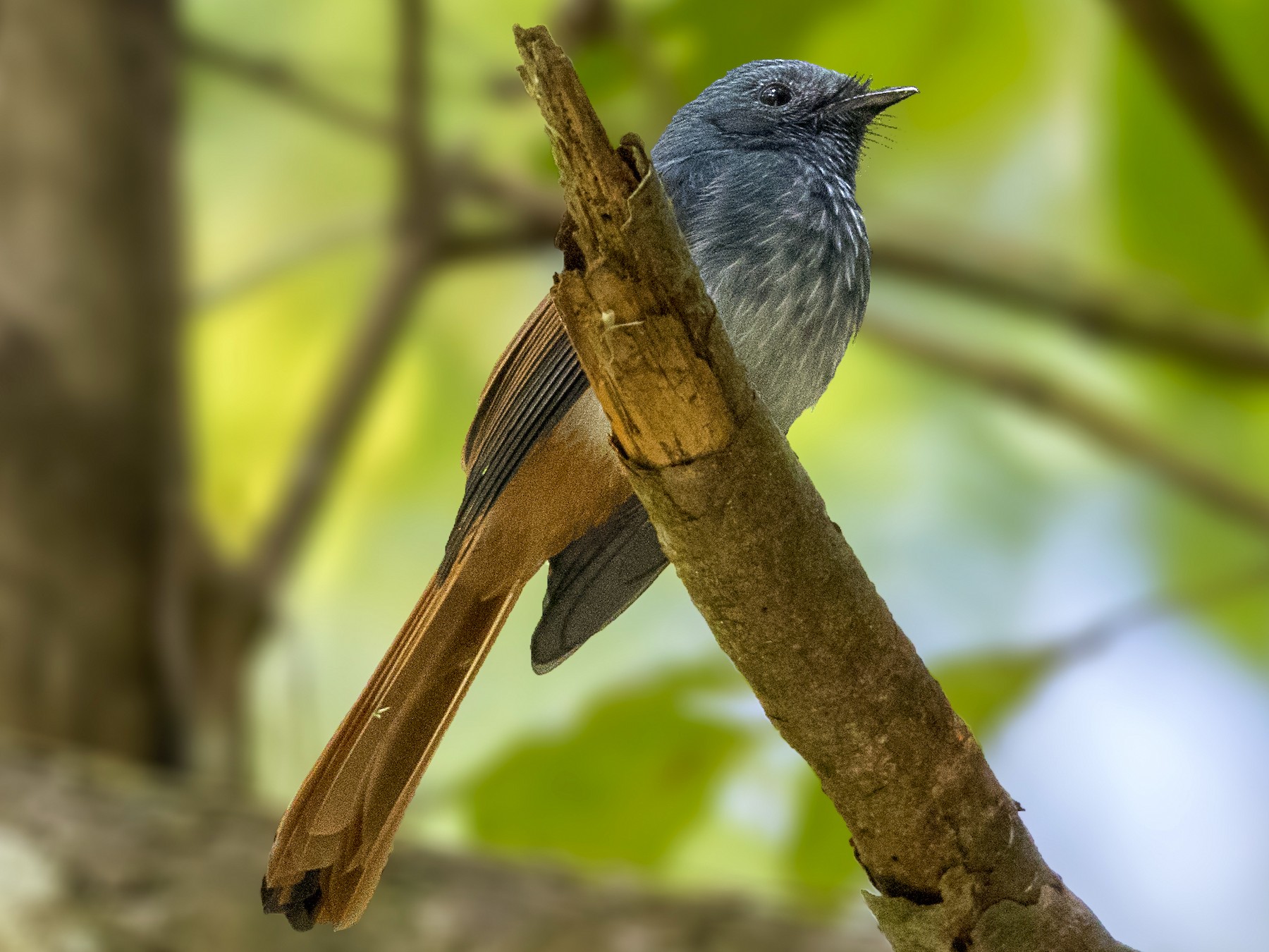 Visayan Fantail - eBird