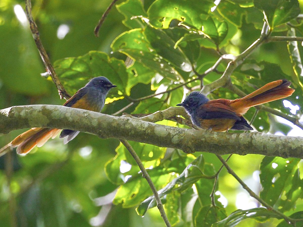 Blue-headed Fantail - eBird