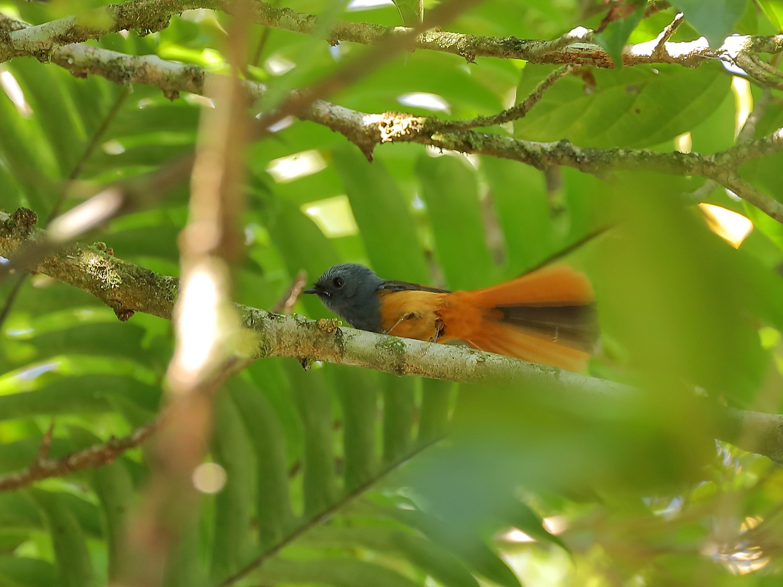 Blue-headed Fantail - eBird