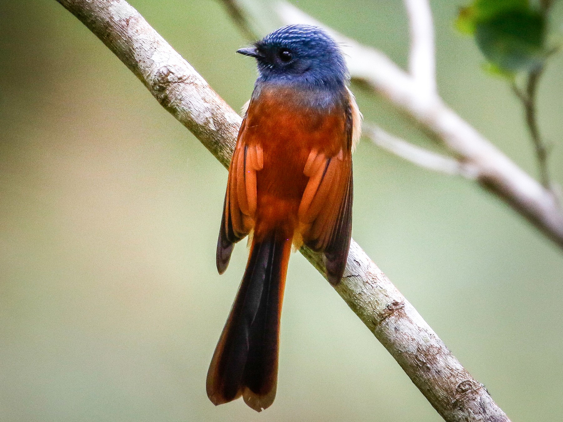Blue-headed Fantail - eBird