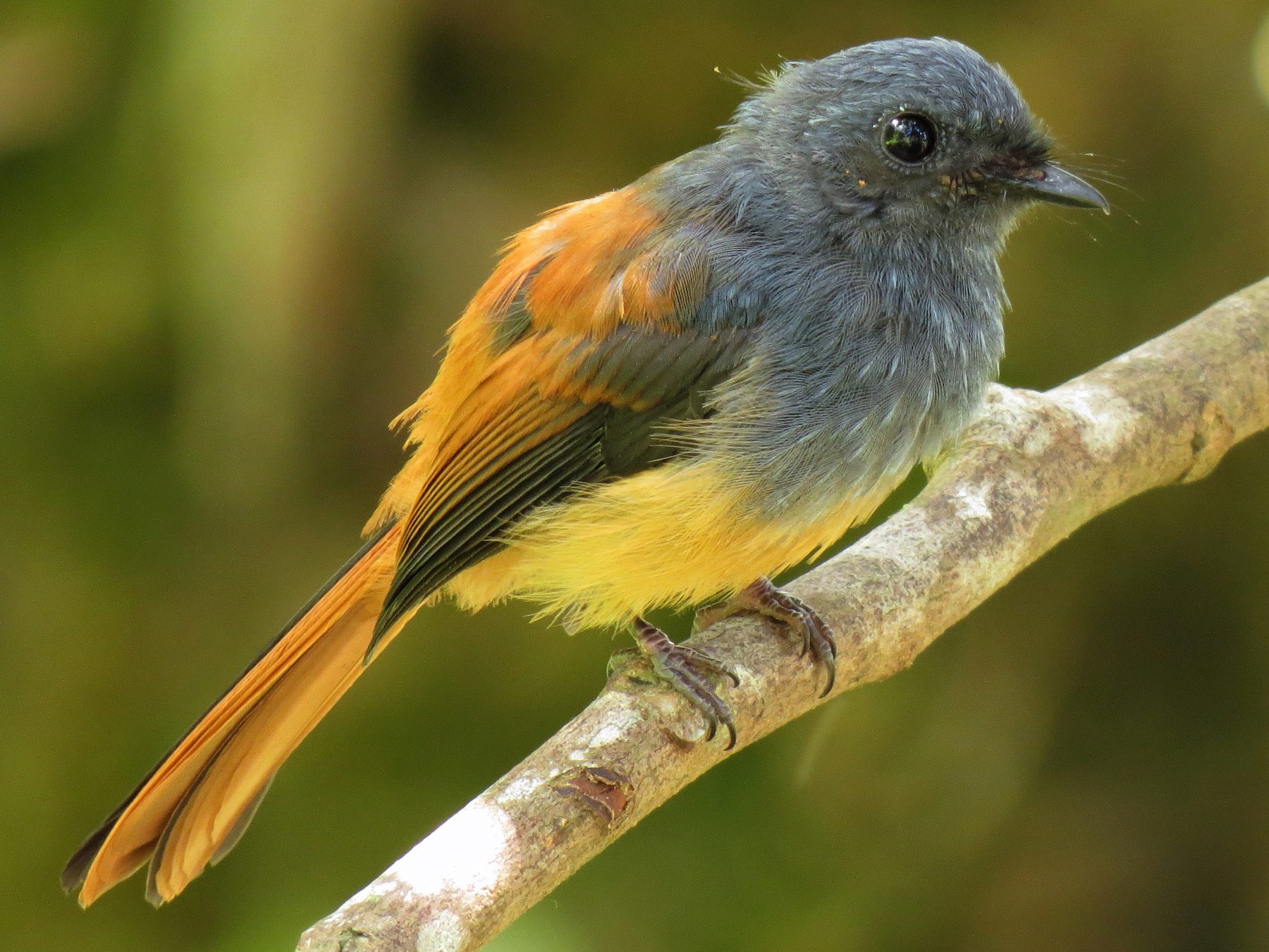 Blue-headed Fantail - eBird