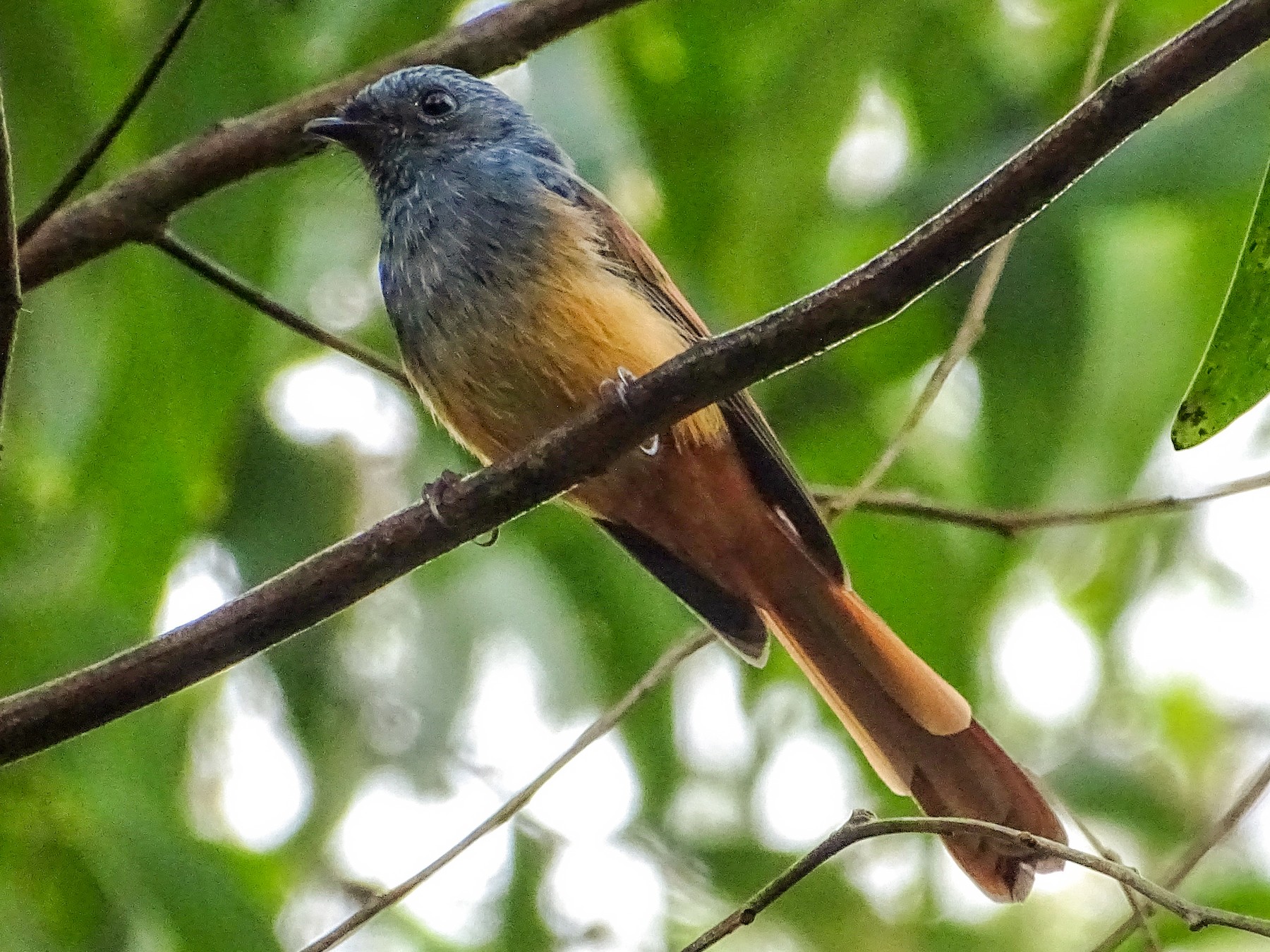 Blue-headed Fantail - eBird