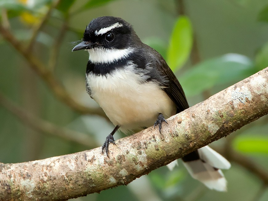 Philippine Pied-Fantail - eBird