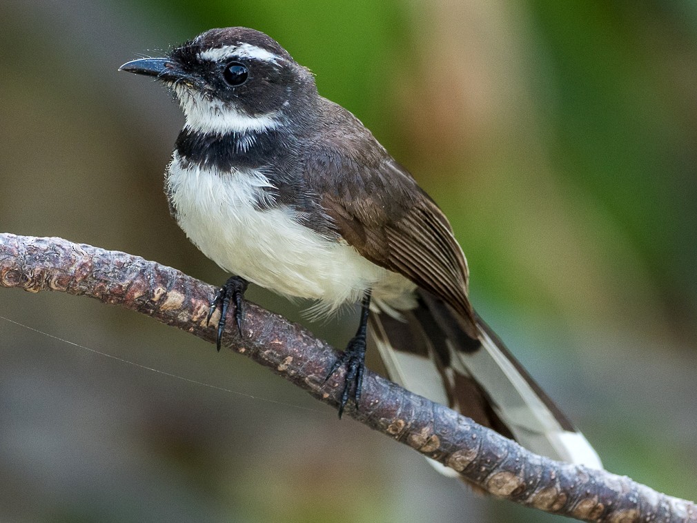 Philippine Pied-Fantail - eBird