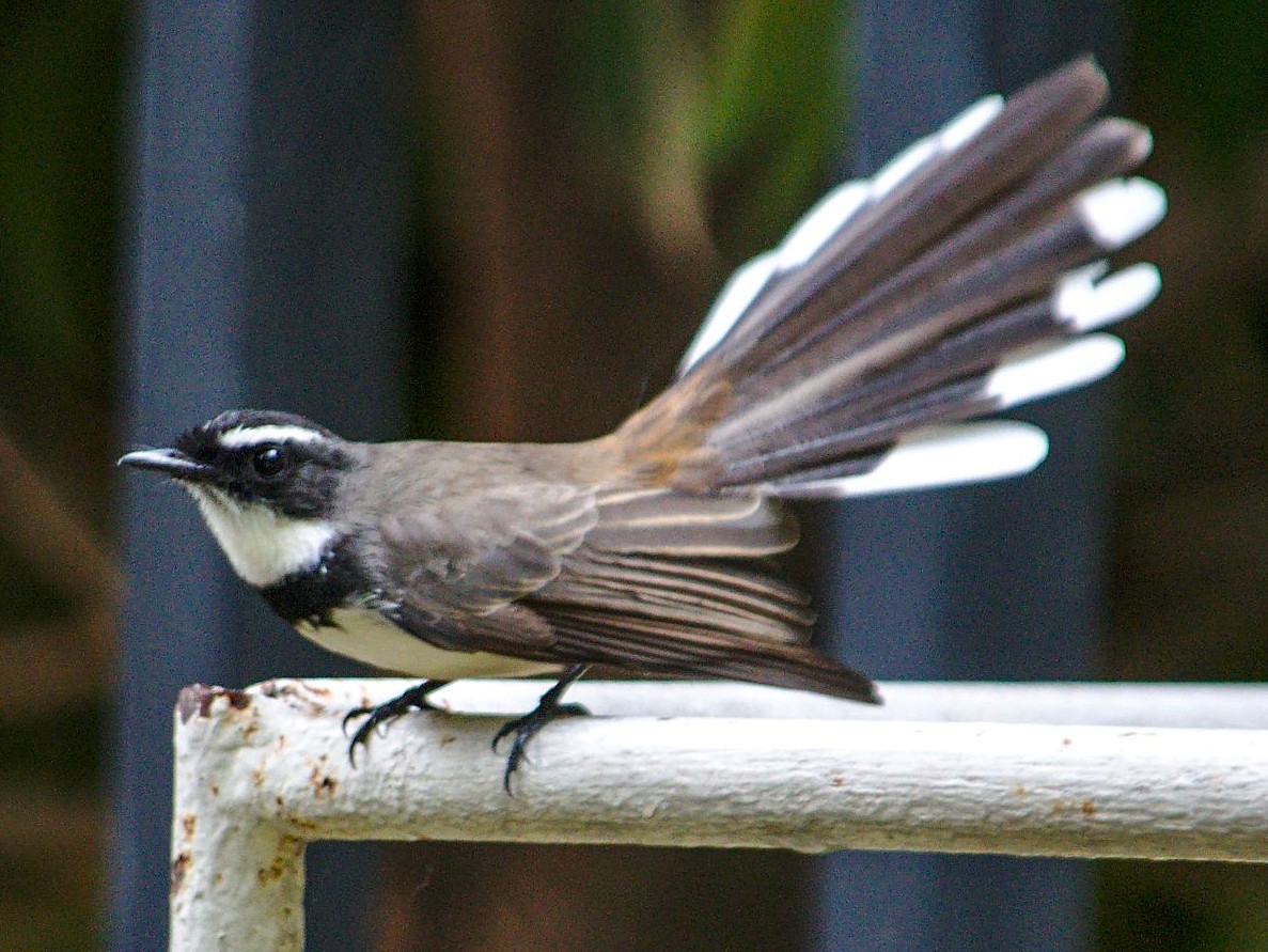 Philippine Pied-Fantail - eBird